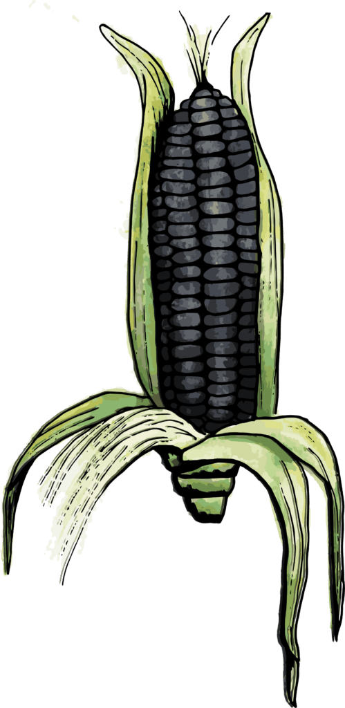 Harvest of the Month – Nebraska Department of Education